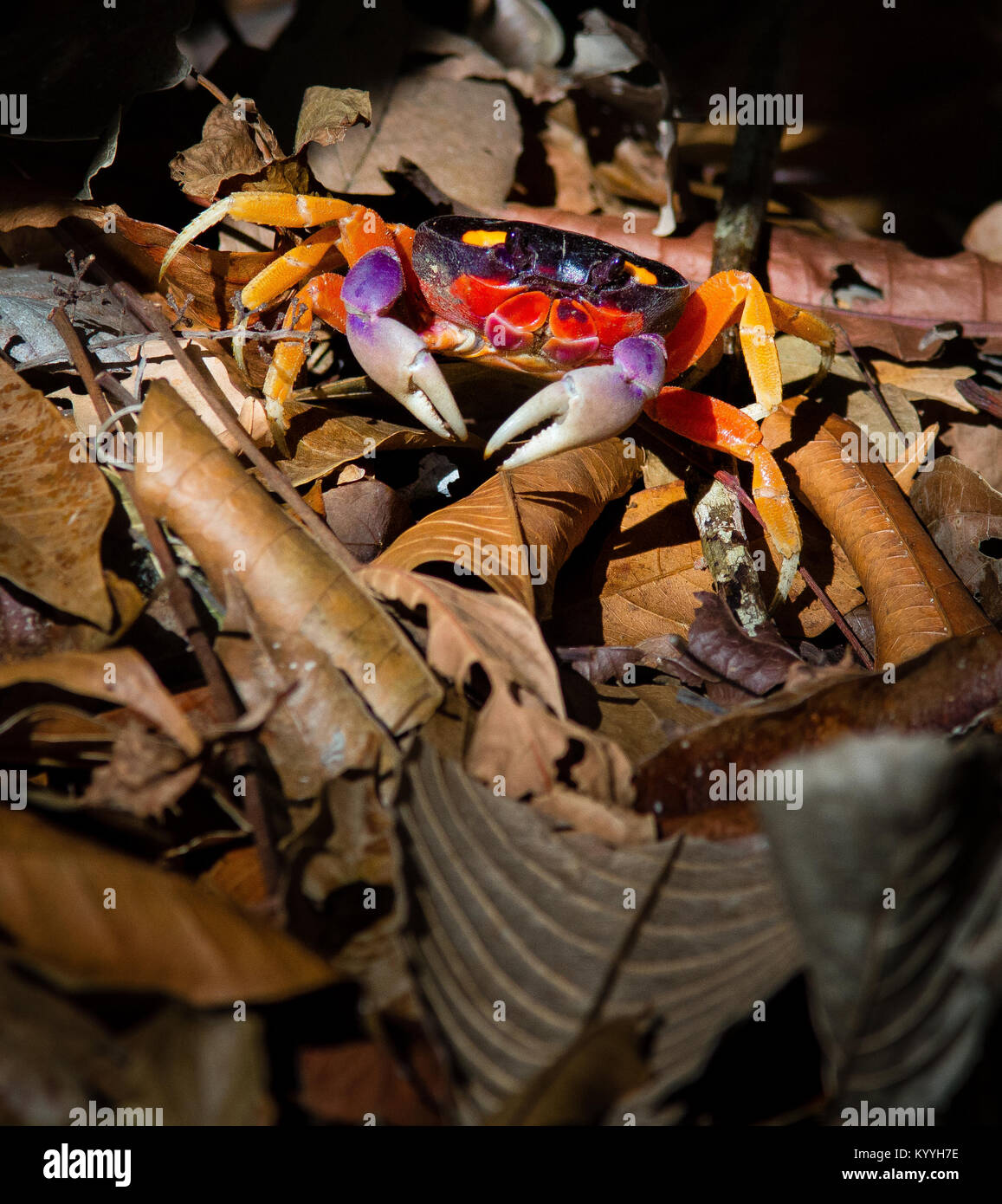 Rainforest crab hi-res stock photography and images - Alamy