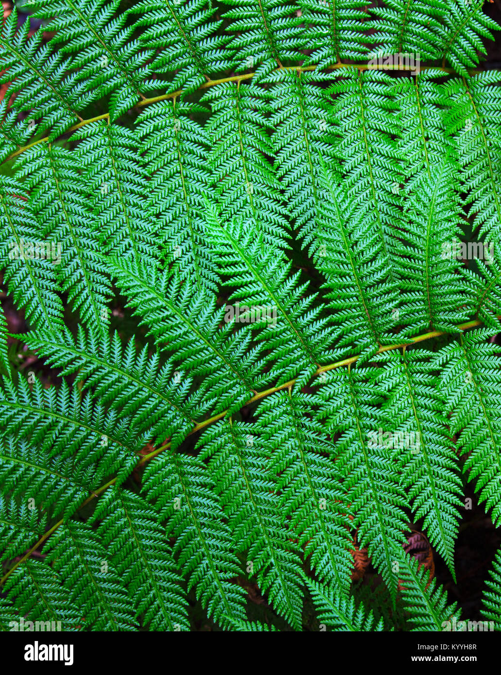 Detail of a fern growing in dense forest near Poas volcano in central ...