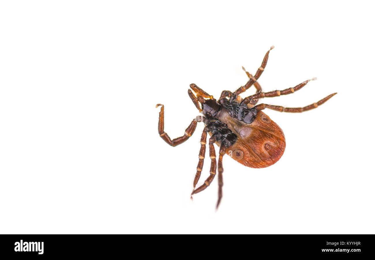Tick from the bottom on white background. Ixodes ricinus. Close-up of ...
