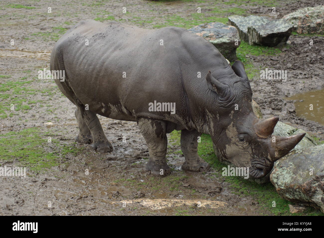 Wildlife preservation hi-res stock photography and images - Alamy