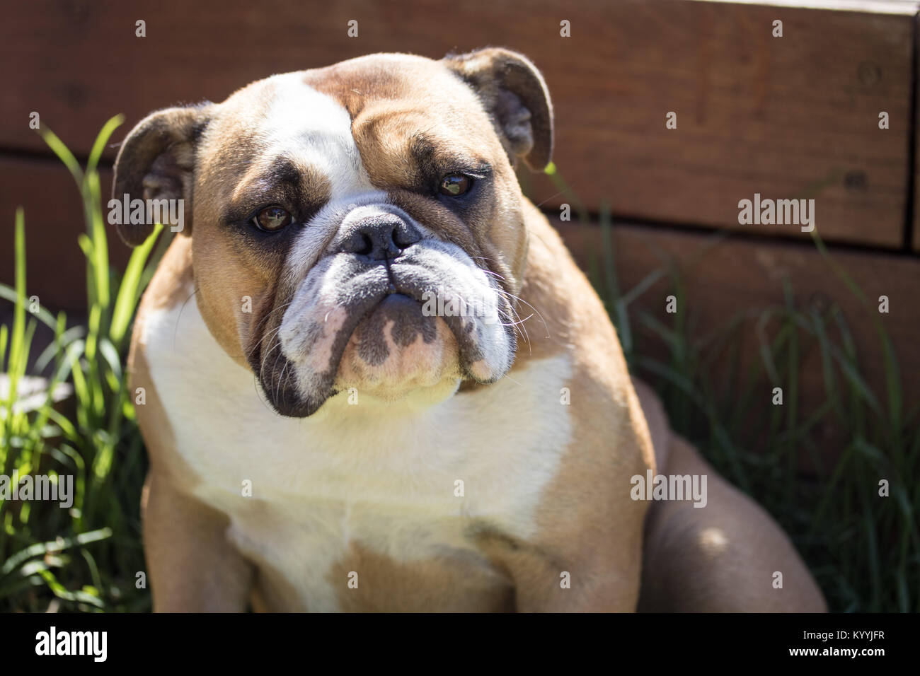 Unamused hi-res stock photography and images - Alamy