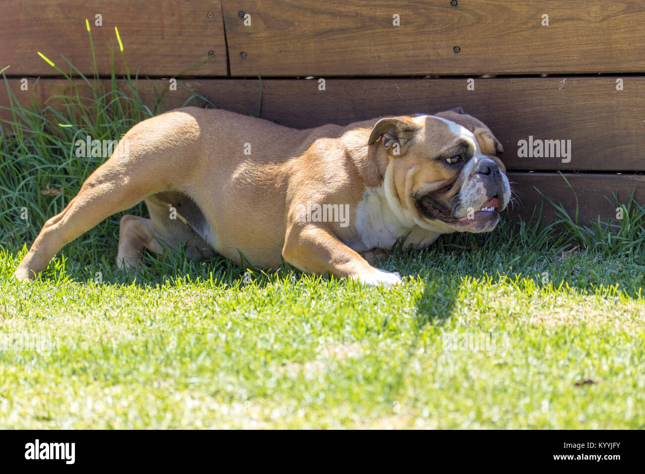 English bulldog puppy playing hi-res stock photography and images - Alamy