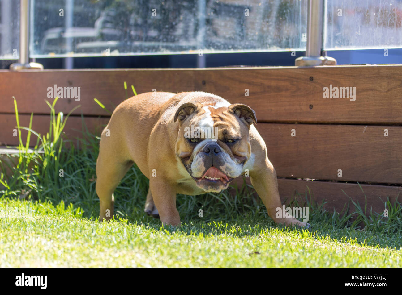 Fat bulldog hi-res stock photography and images - Alamy