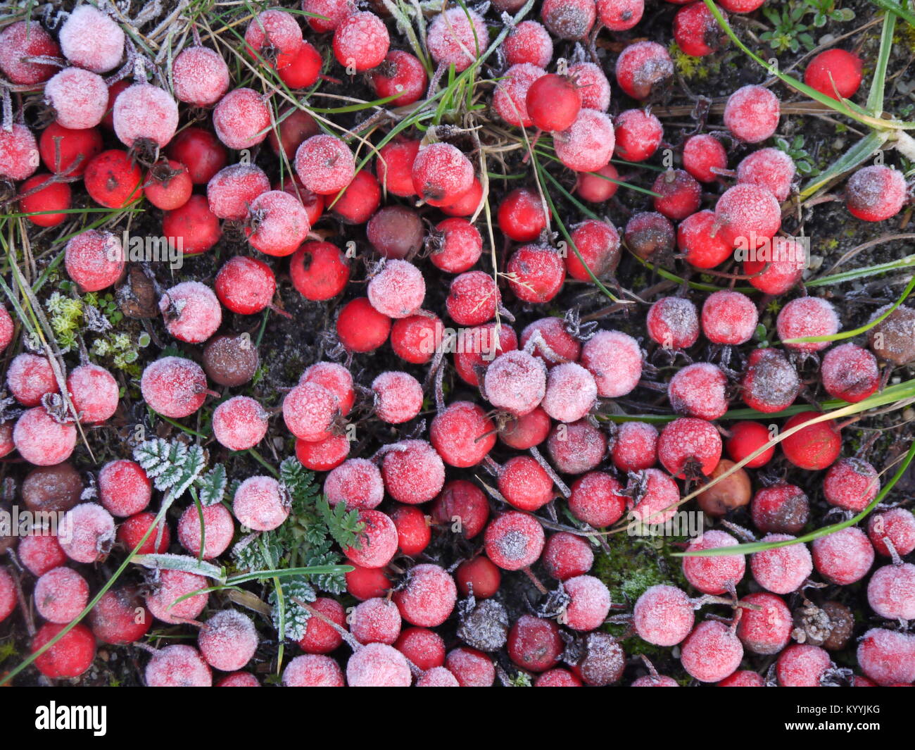 Rote beeren hi-res stock photography and images - Alamy