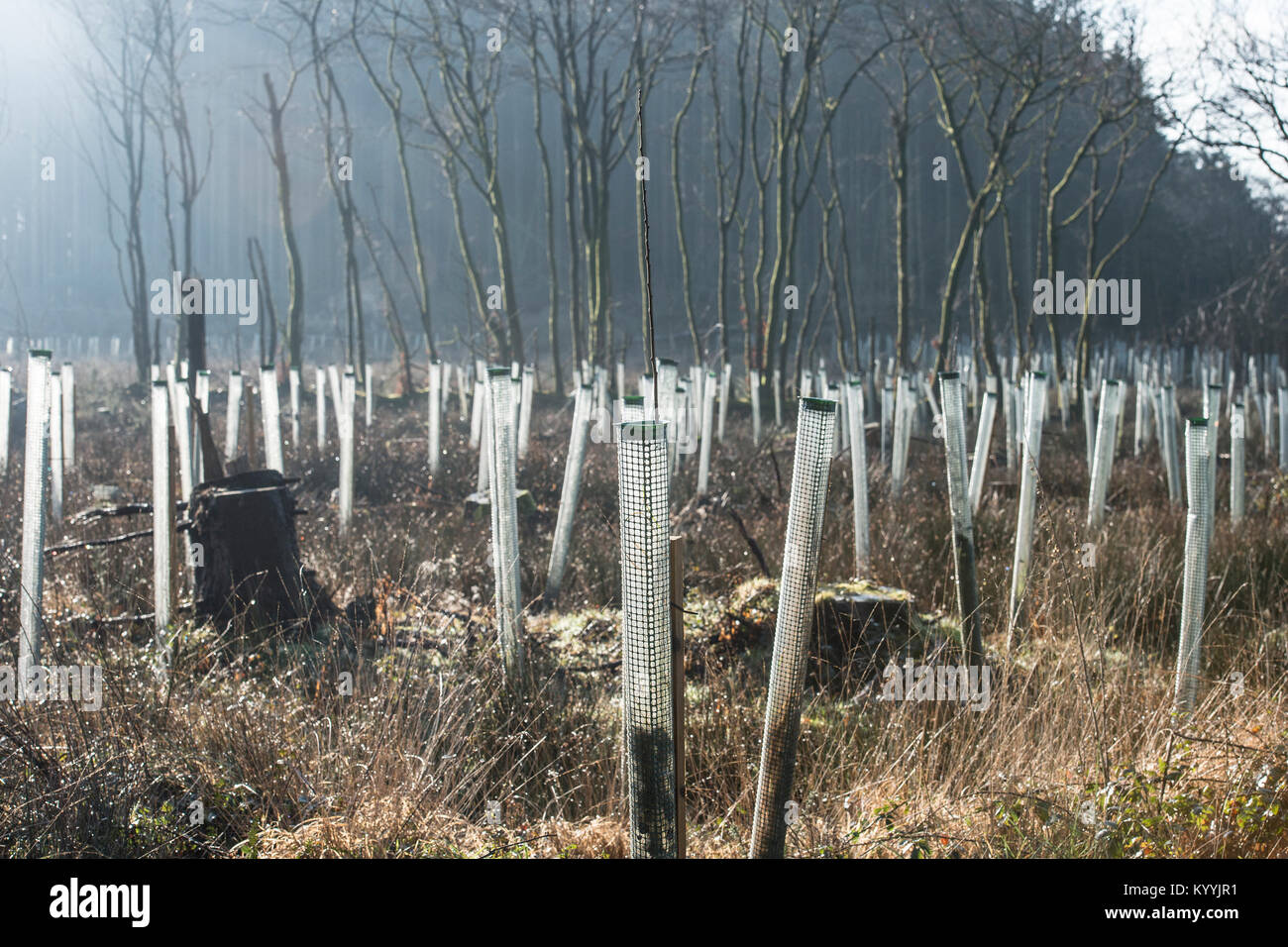 Forestry commission plantation hi-res stock photography and images - Alamy