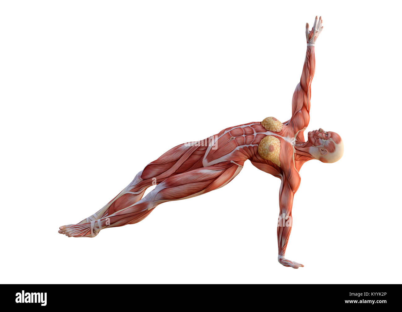 3D rendering of a female figure with muscle maps exercising yoga ...