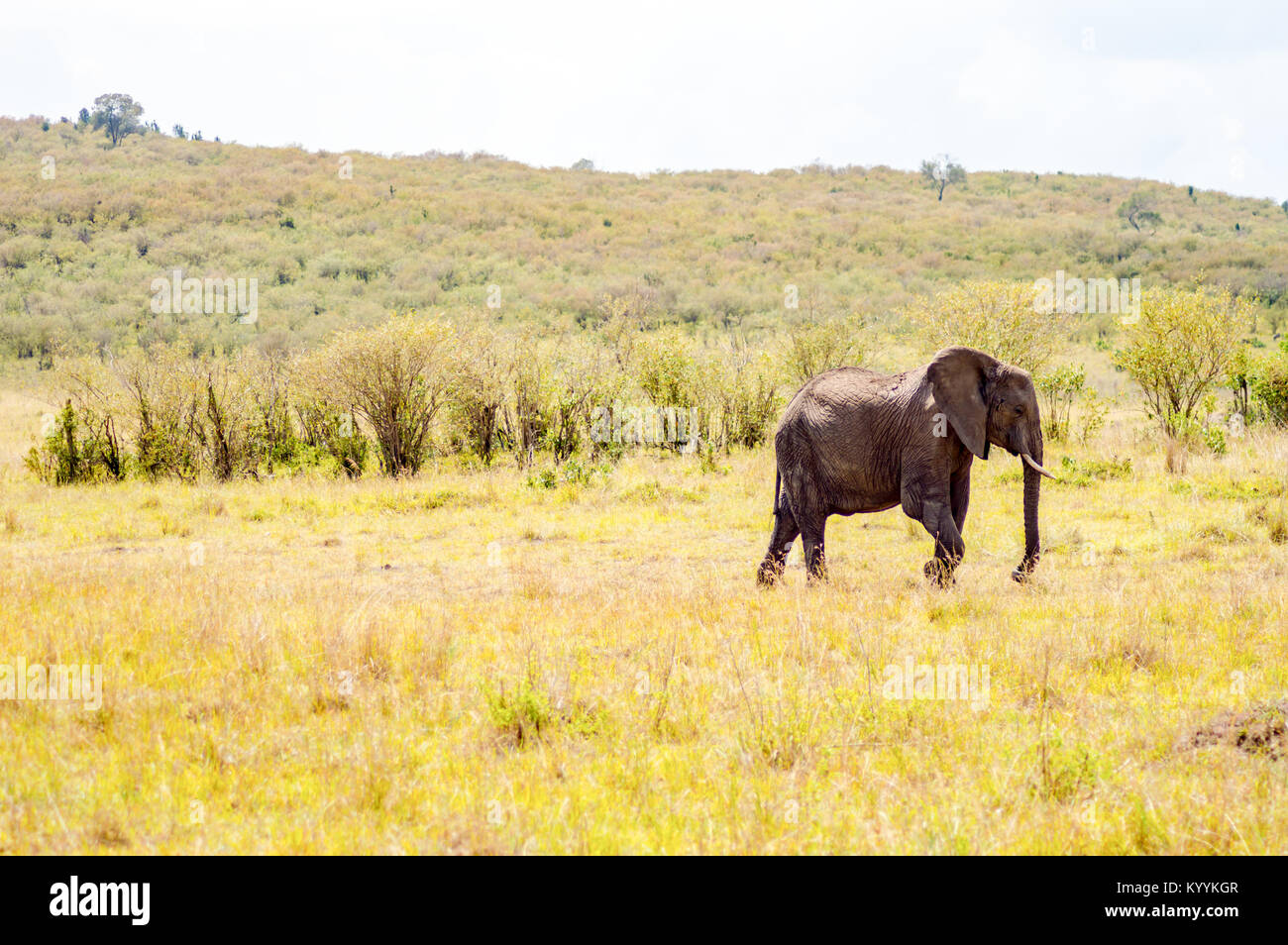 Elephants isolated profile view in the savannah of Masai Mara Park in ...