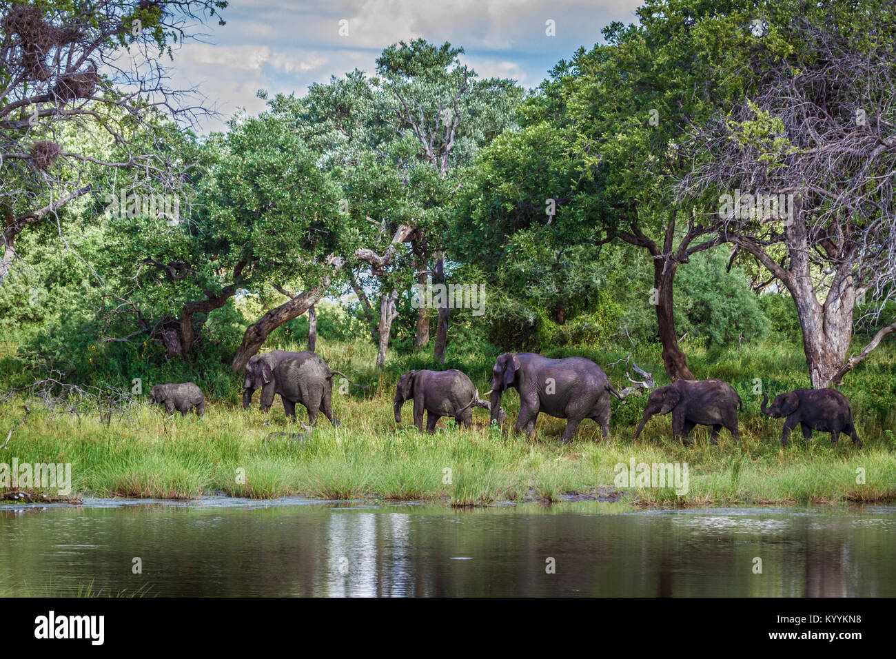 African bush elephant in Mapunguwe national park, South Africa ; Specie ...