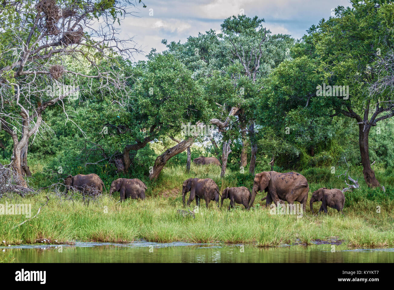 African bush elephant in Mapunguwe national park, South Africa ; Specie ...