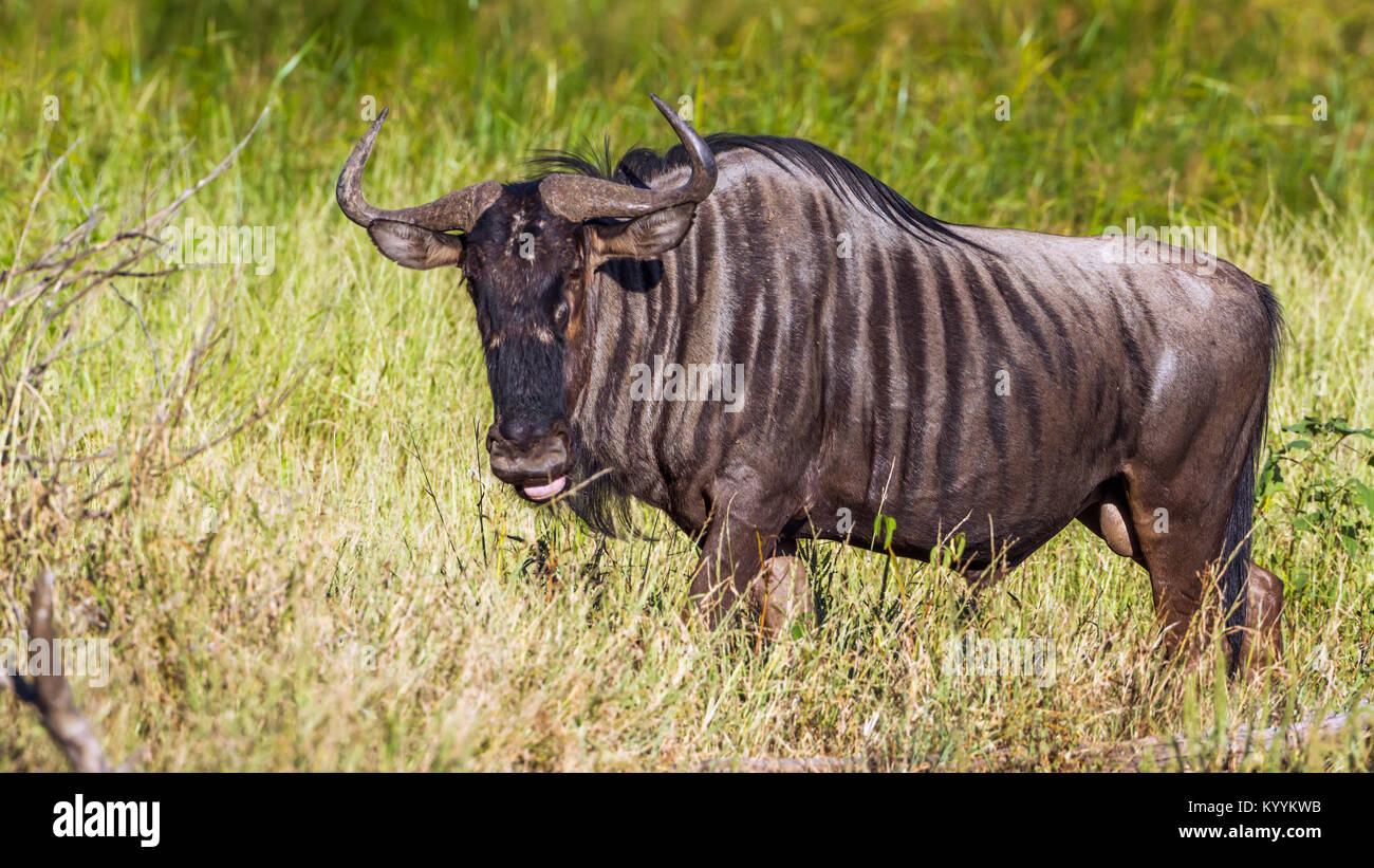 Blue wildebeest in Mapunguwe national park, South Africa ; Specie ...