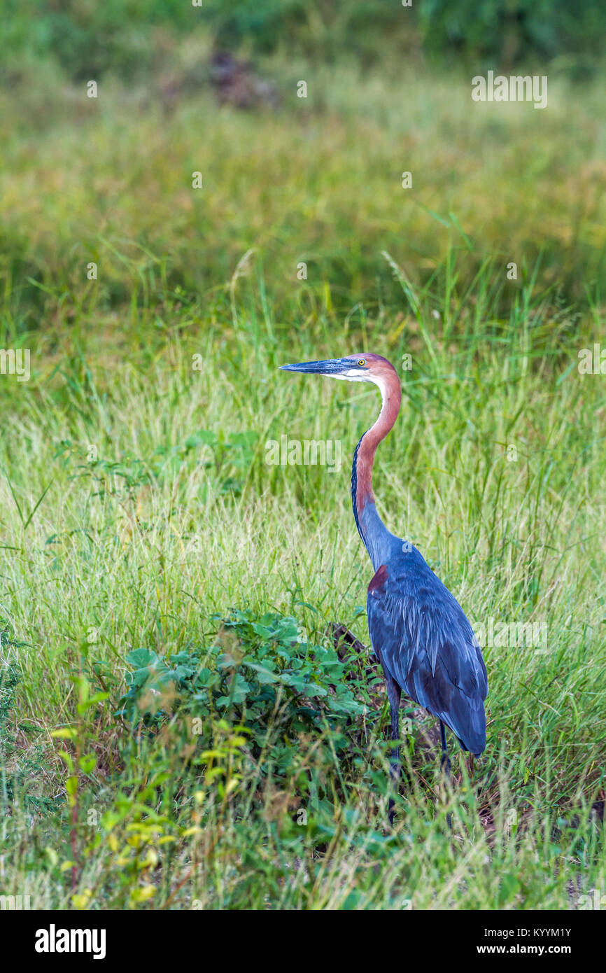 Goliath heron in Mapunguwe national park, South Africa ; Specie Ardea ...