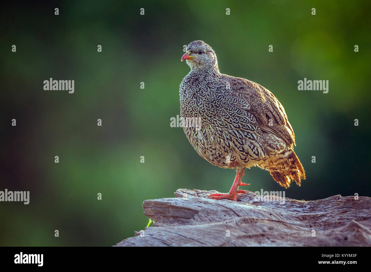 Natal francolin in mapungubwe national hi-res stock photography and ...
