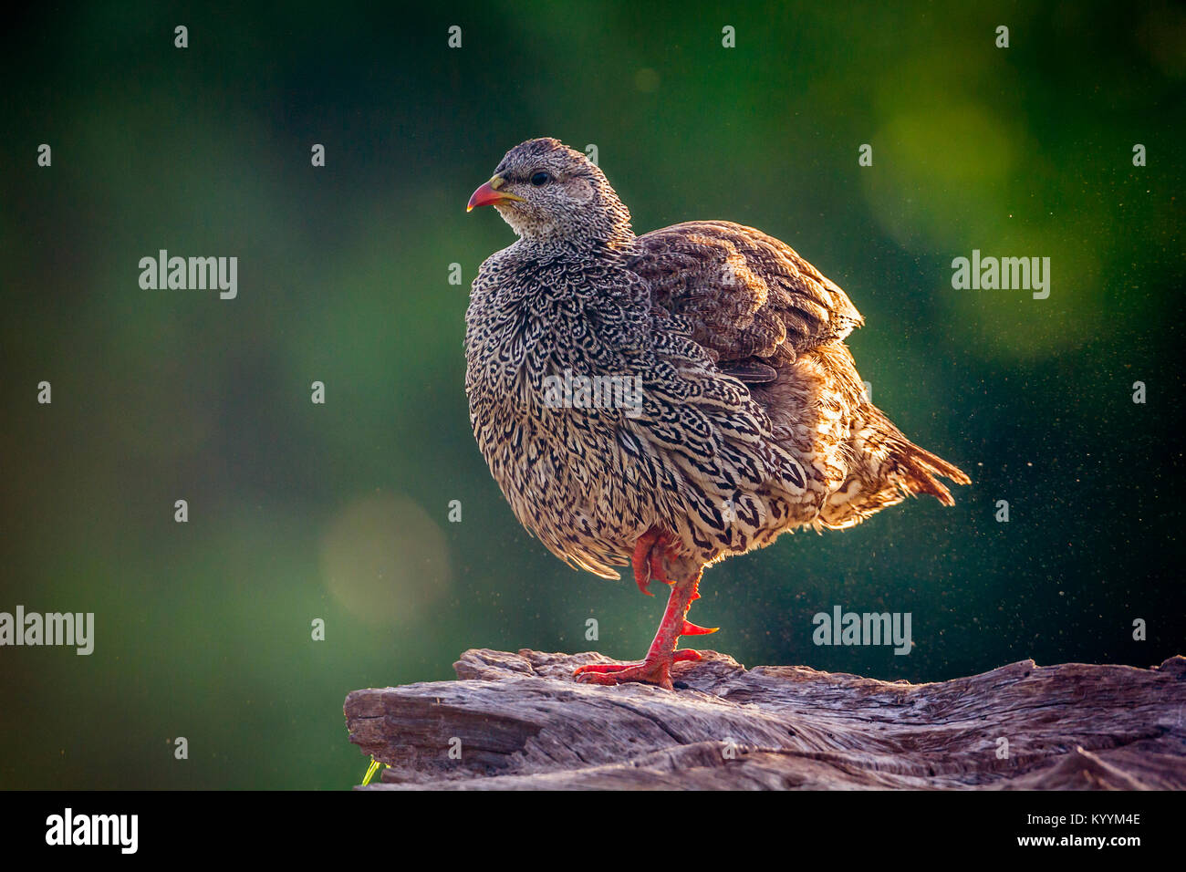 Mapunguwe national park hi-res stock photography and images - Alamy