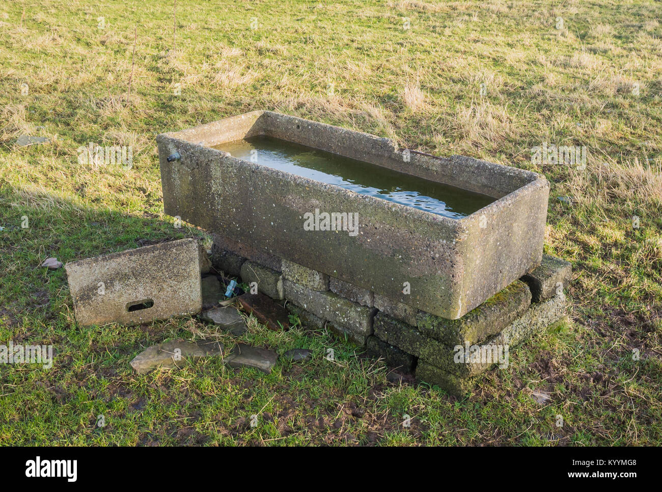 Cattle Drinking Trough Stock Photos & Cattle Drinking Trough Stock ...