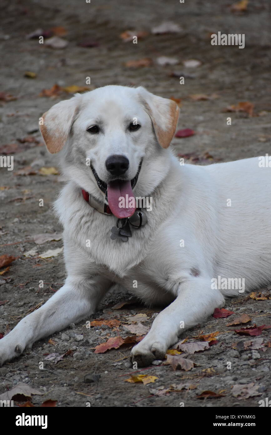 Dodger the rescue dog Stock Photo - Alamy