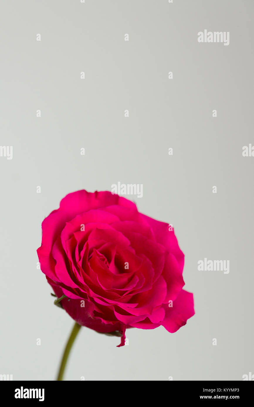 The separate rose hi-res stock photography and images - Alamy