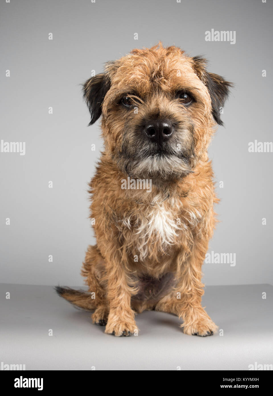 Full body dog hi-res stock photography and images - Alamy