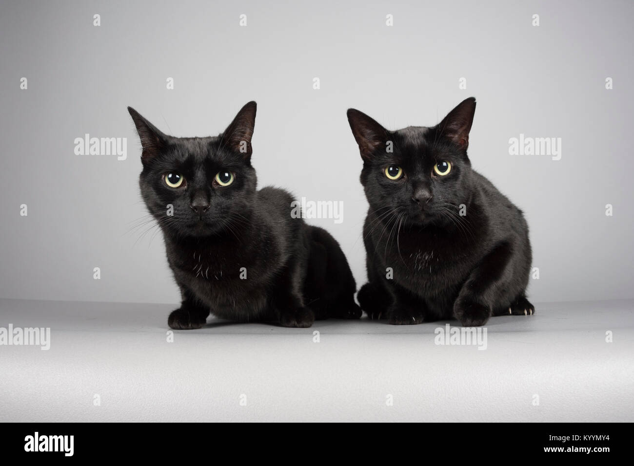Cats pals in the UK Stock Photo - Alamy