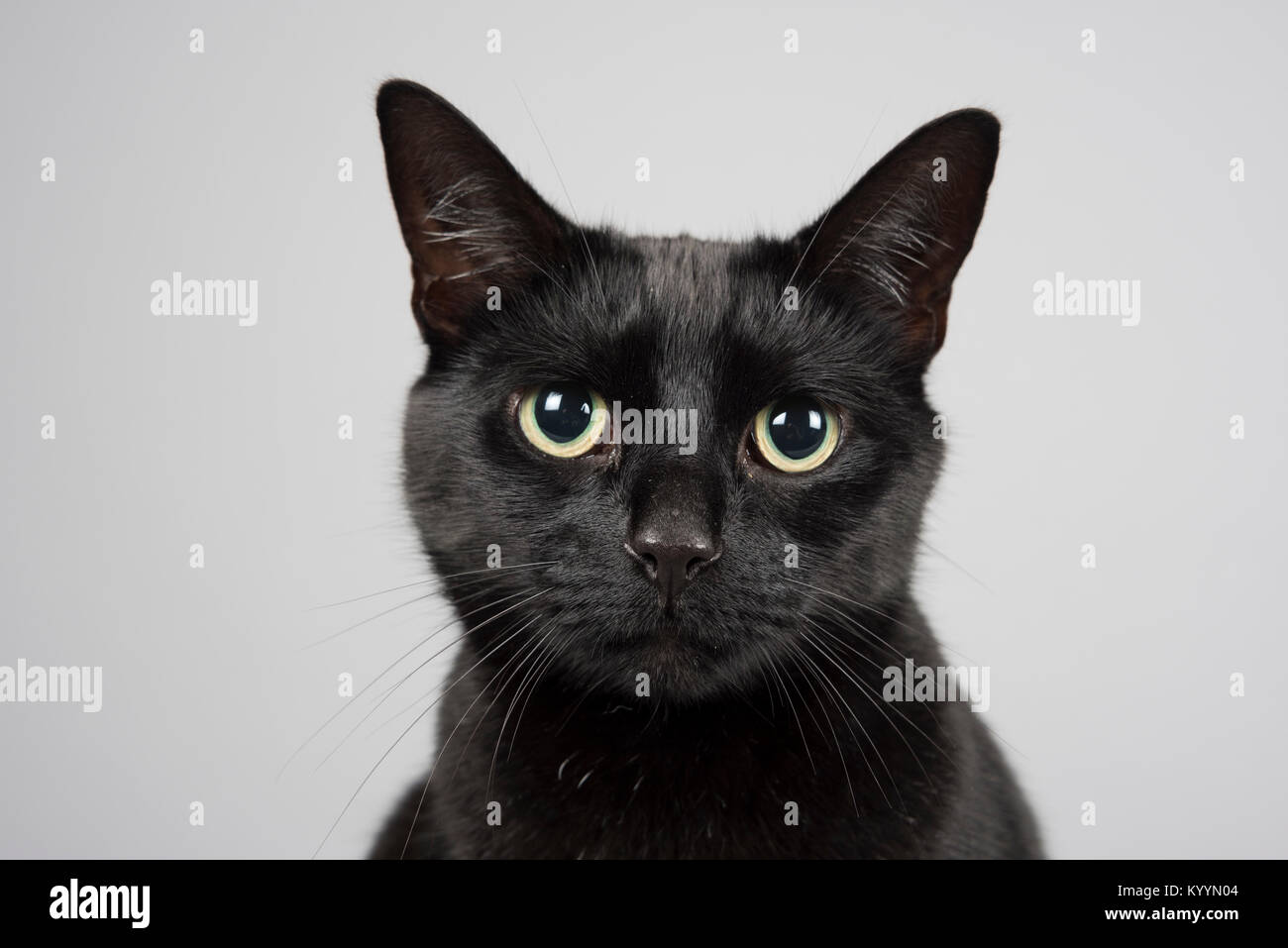 Black cat portrait Stock Photo - Alamy