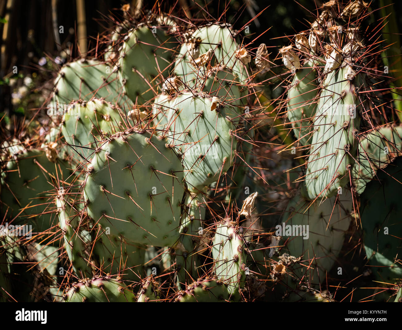 Prickly pear cactus arizona hi-res stock photography and images - Alamy
