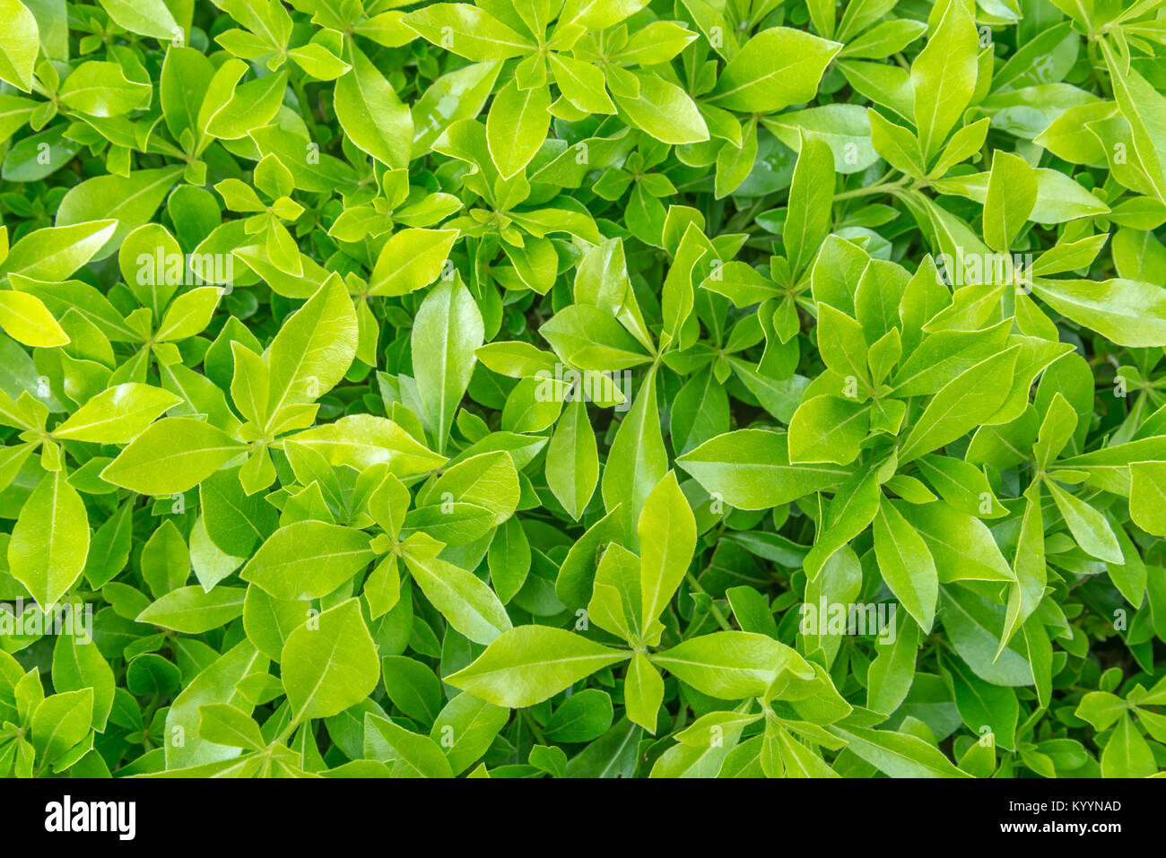 background of fresh spring green grass Stock Photo - Alamy