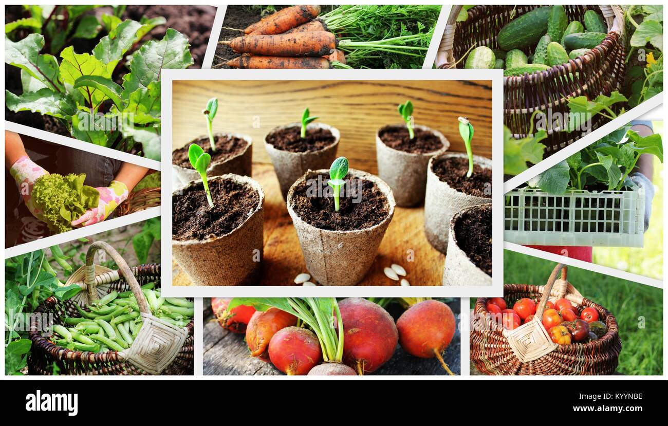 collage of vegetables - products of vegetable garden Stock Photo - Alamy