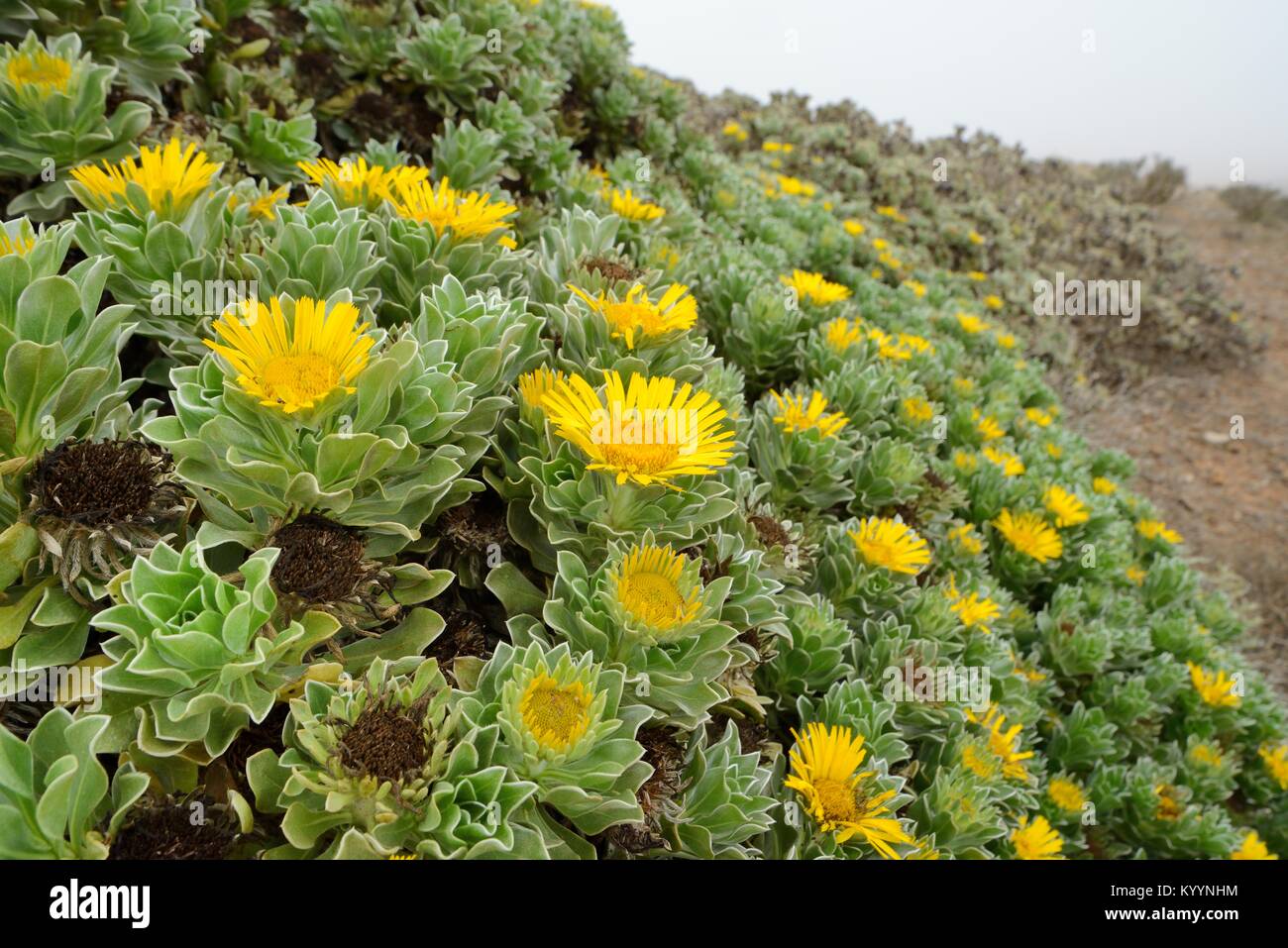 Asteriscus Sericeus High Resolution Stock Photography and Images - Alamy