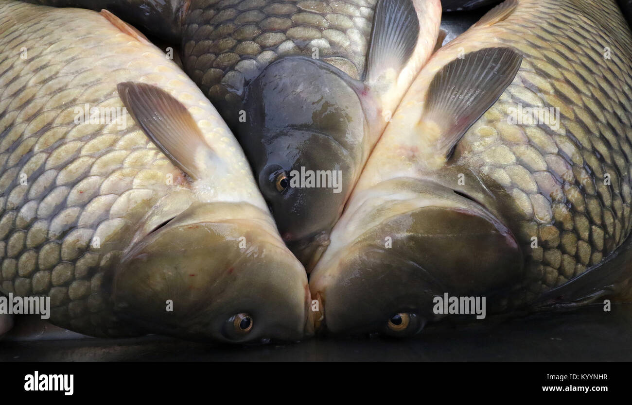 Fresh fish Carp Stock Photo - Alamy