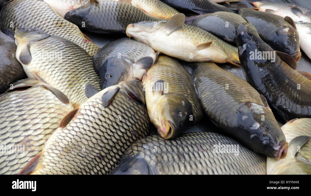 Fresh fish Carp Stock Photo - Alamy