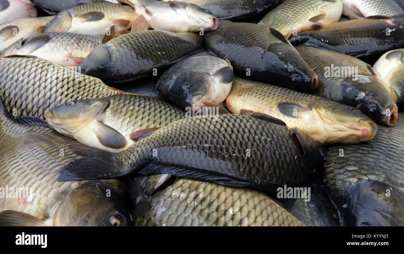 Carpfish hi-res stock photography and images - Alamy