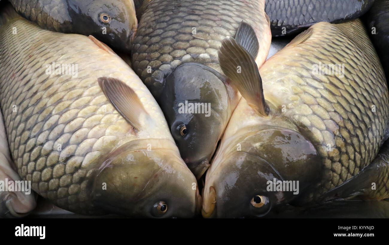 Fresh fish Carp Stock Photo - Alamy