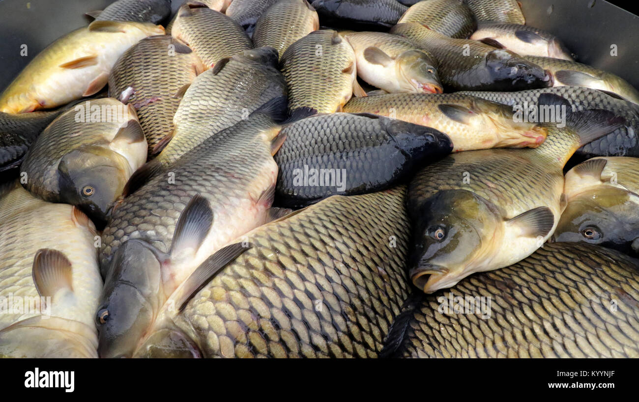 Carpfish hi-res stock photography and images - Alamy