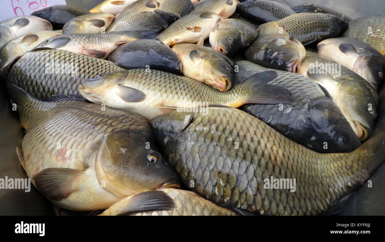 Fresh fish Carp Stock Photo - Alamy