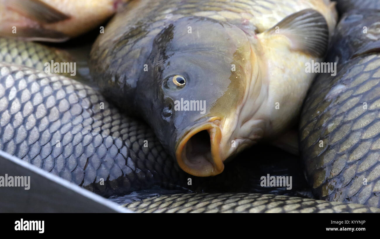Fresh fish Carp Stock Photo - Alamy