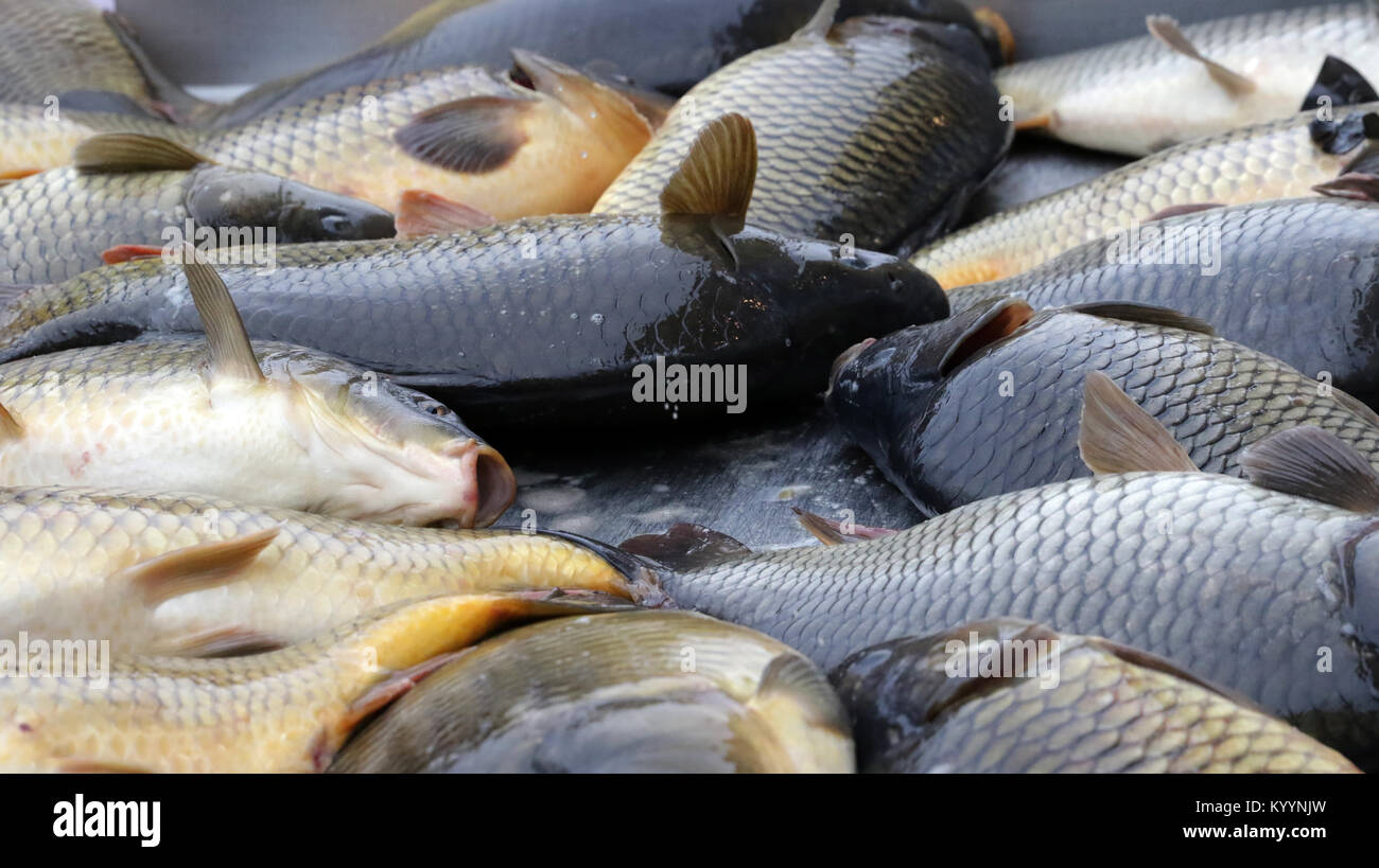 Carpfish hi-res stock photography and images - Alamy