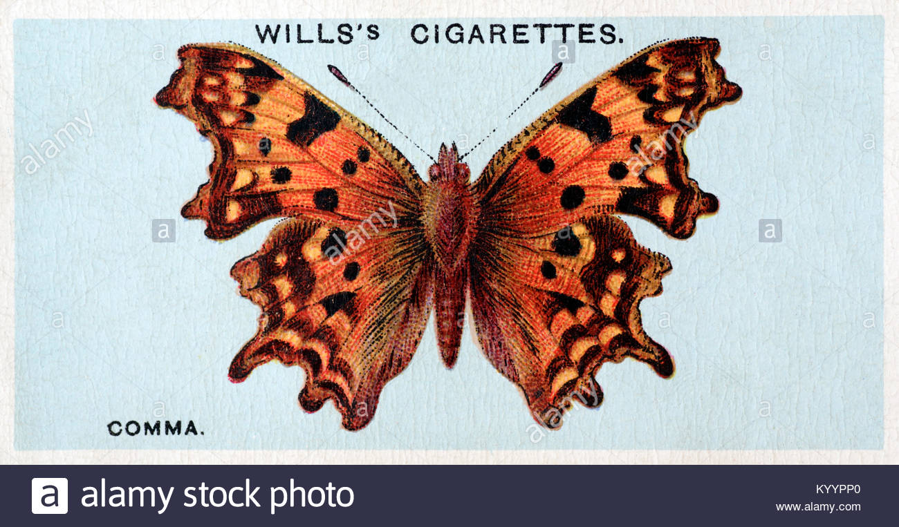 Comma butterfly, vintage illustration from 1927 Stock Photo - Alamy