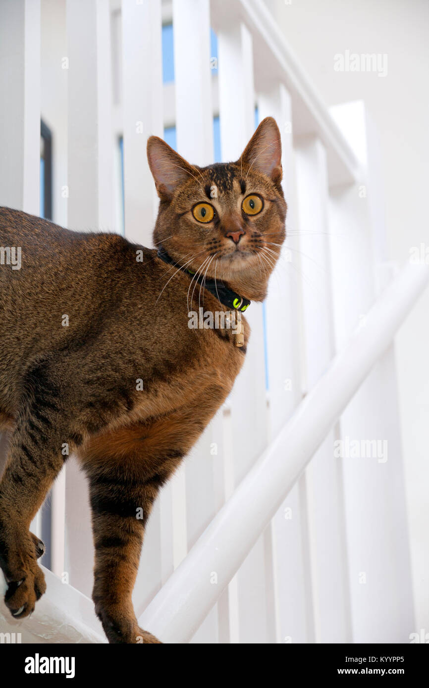 Cross eyed animals hi-res stock photography and images - Alamy