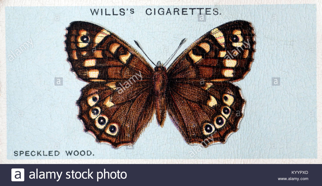 Speckled wood butterfly illustration hi-res stock photography and ...