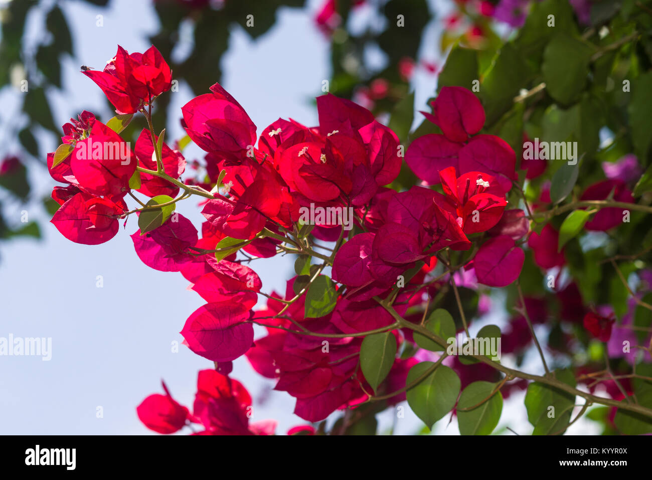 Colourful red bougainvillea hi-res stock photography and images - Alamy