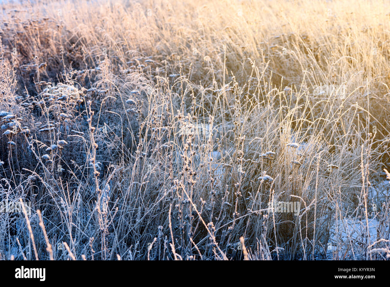 Frosty scene hi-res stock photography and images - Alamy