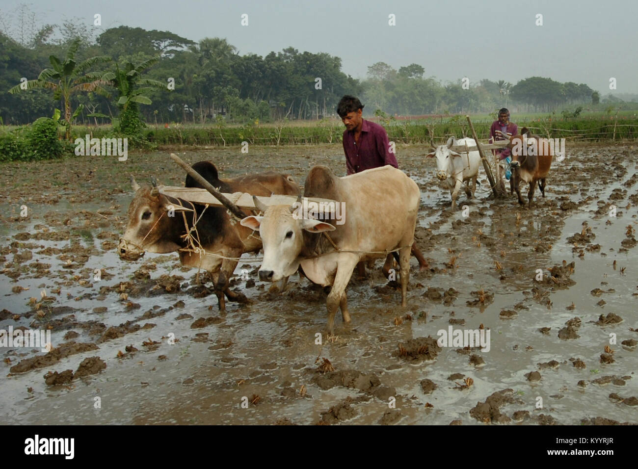 Bangladeshi cows hi-res stock photography and images - Alamy