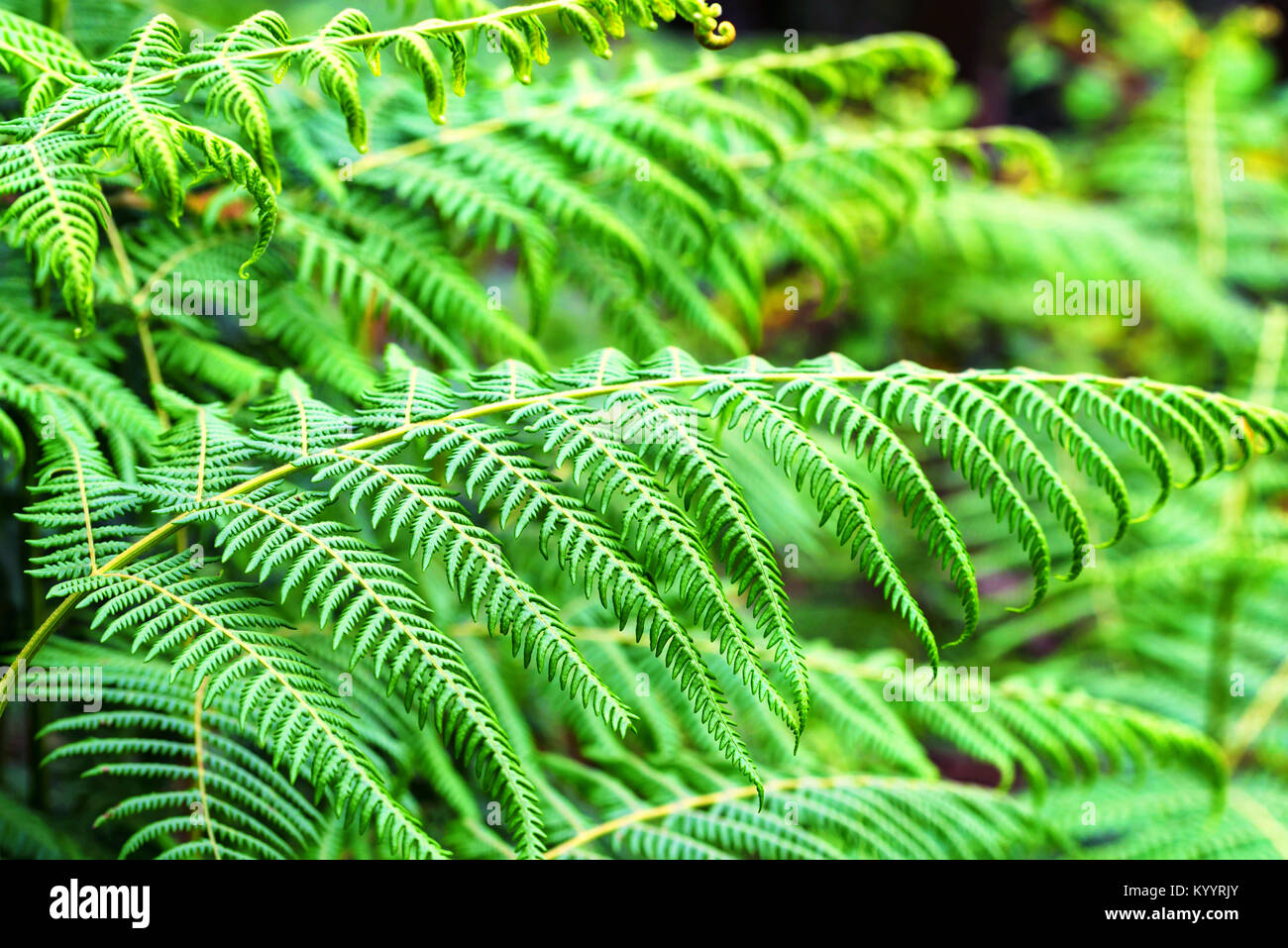 Tree ferns in cloud hi-res stock photography and images - Alamy