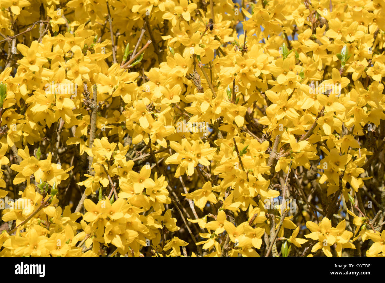 Forsythia leaves hi-res stock photography and images - Alamy