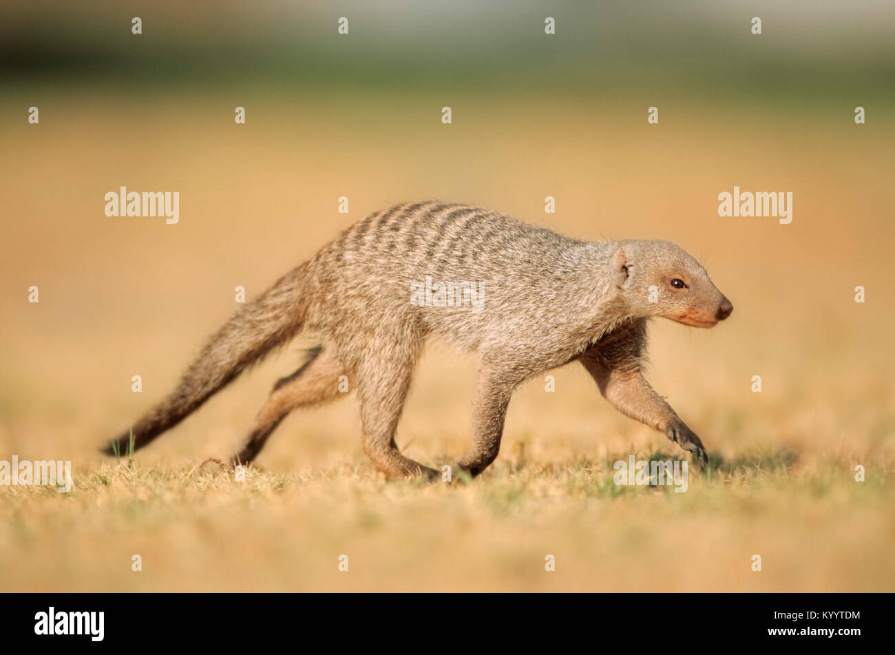 Banded mongoose run hi-res stock photography and images - Alamy
