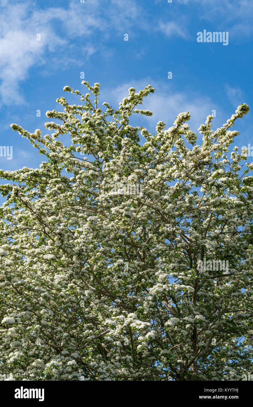 Hawthorn, common (Crataegus monogyna Stock Photo - Alamy Hawthorn, common (Crataegus monogyna Stock Photo - Alamy
