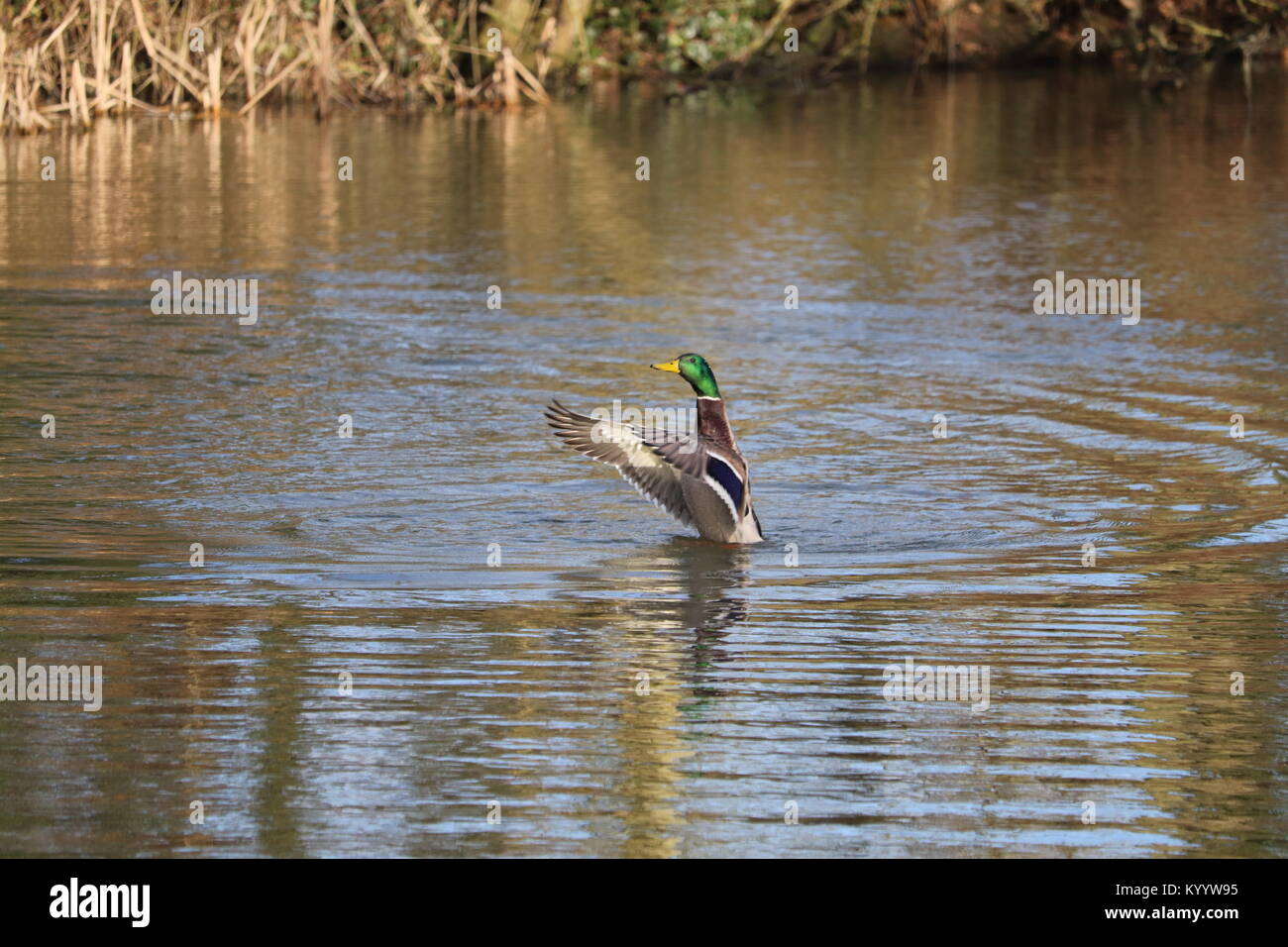 Clapping the wings hi-res stock photography and images - Alamy