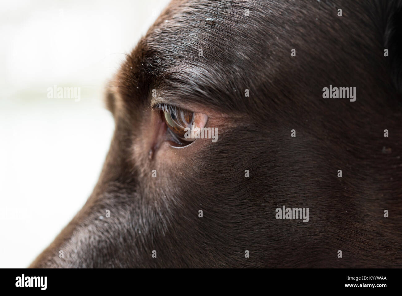 Closeup of a chocolate Labrador retrievers eye and face Stock Photo - Alamy