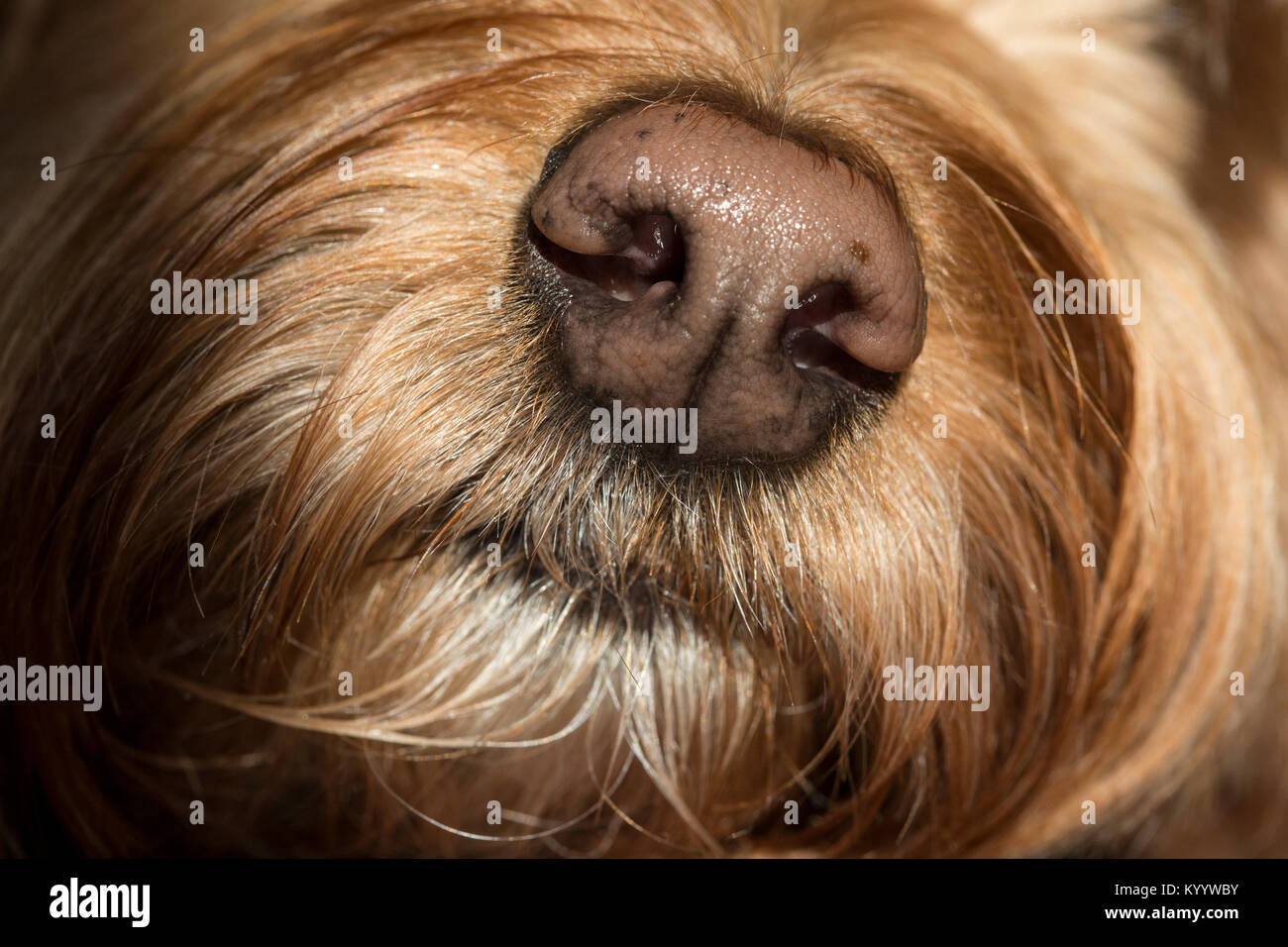 Closeup of red Australian labradoodle dogs mouth and nose Stock Photo ...