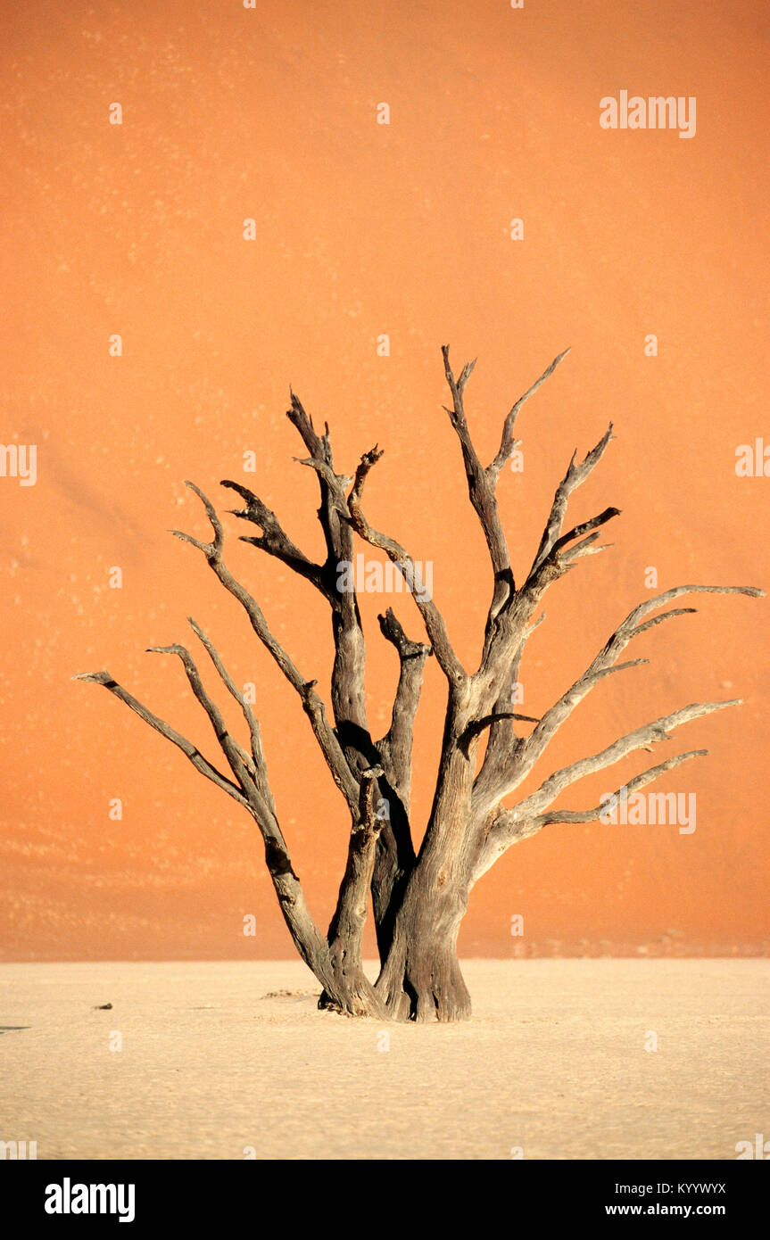 Dead acacia trees hi-res stock photography and images - Alamy