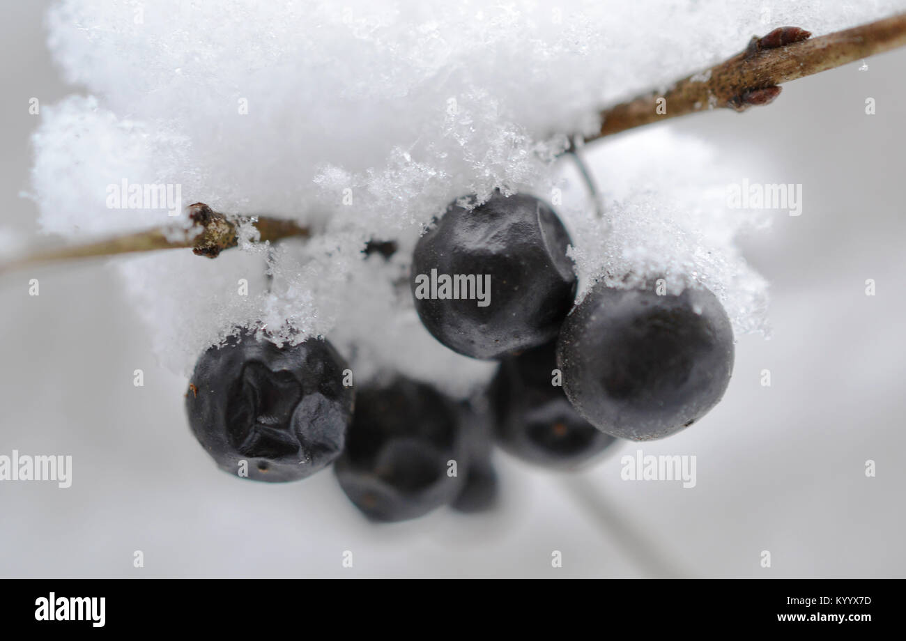 Choke cherry hi-res stock photography and images - Alamy